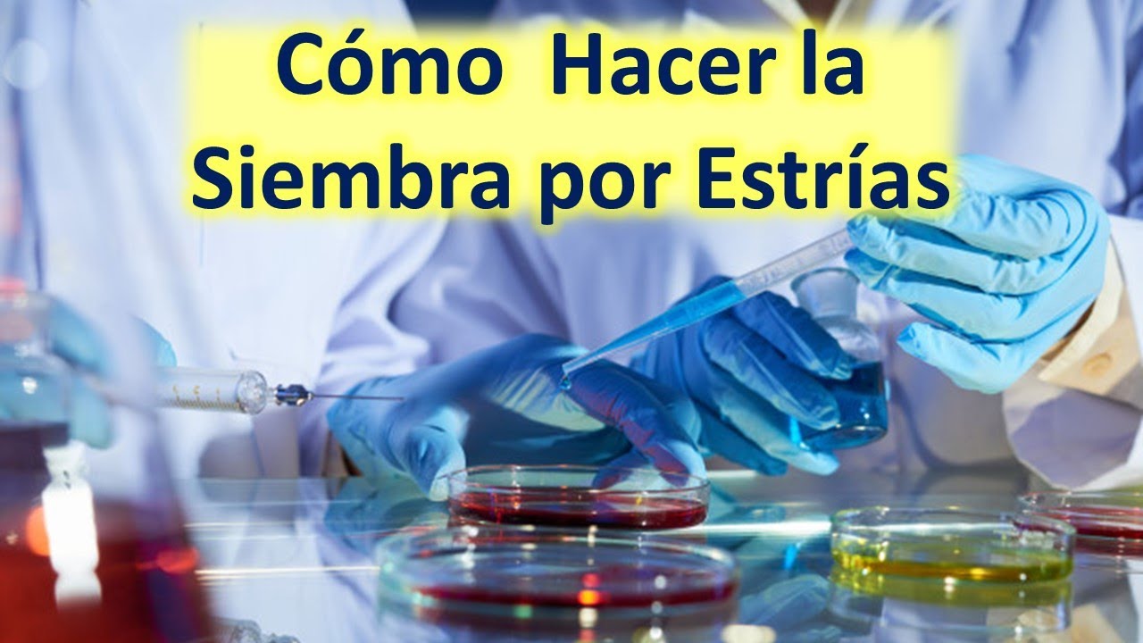 Aislar Bacterias Siembra por Estrías - YouTube