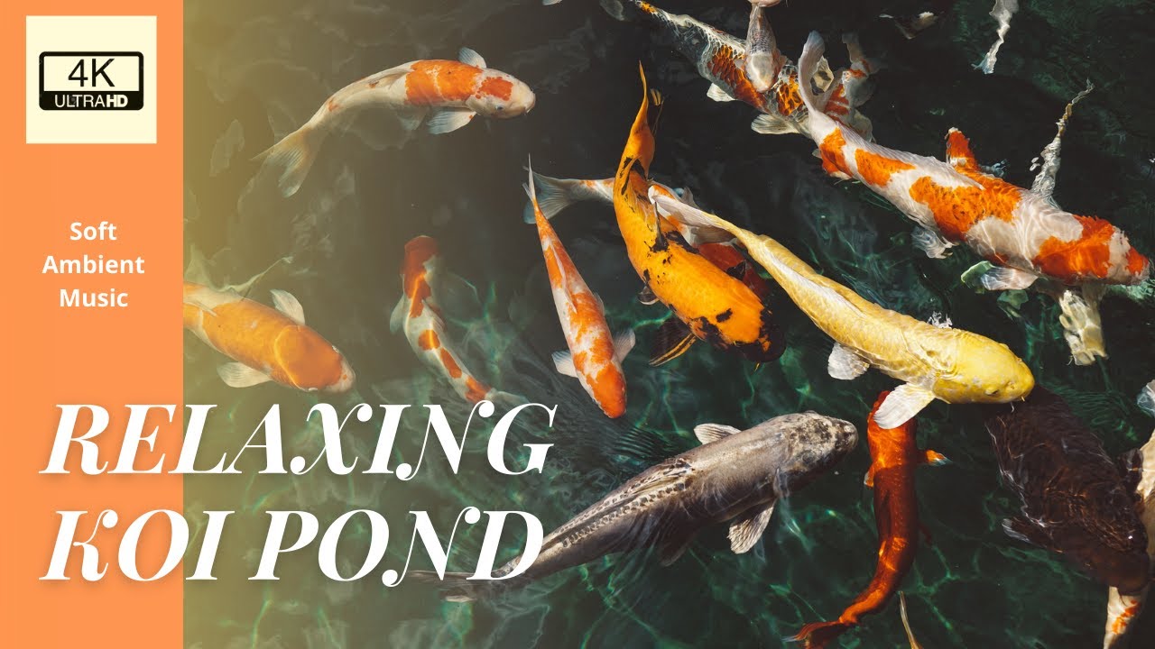 Koi Pond Zen | Relaxing Koi Fish | Ambient Music | Deep Stress Relief ...