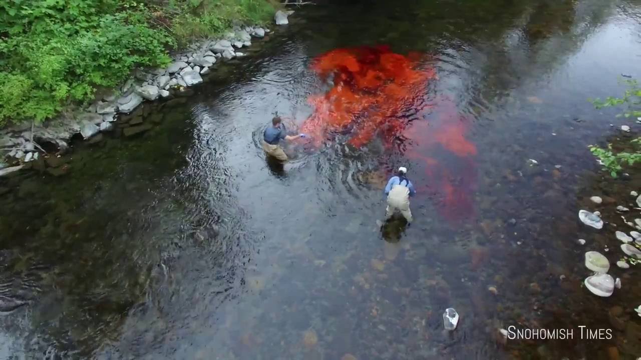 Pilchuck River Dye Project - YouTube