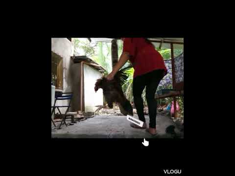 I SLAUGHTER BIG ROOSTER 🐓 #viralvideo #public @ninamahinay9  CEBU PHILIPPINES