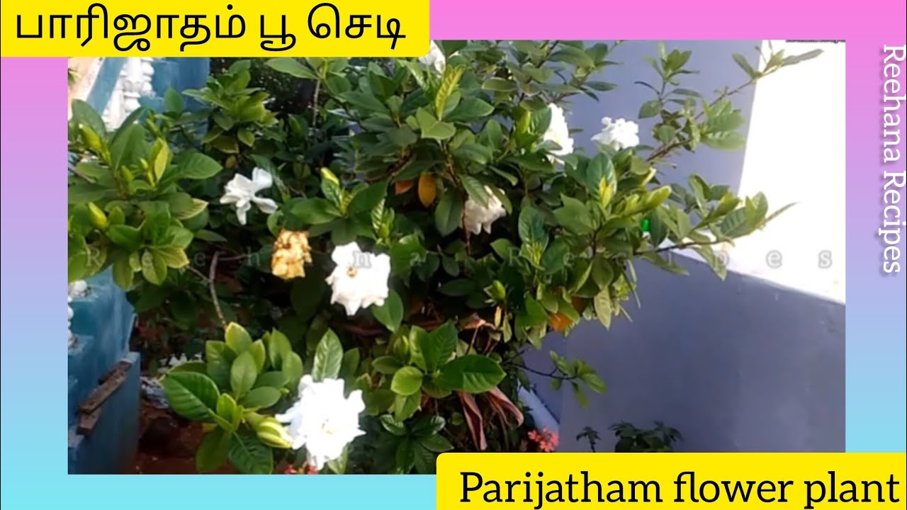 பாரிஜாதம் பூ செடி | Parijatham flower plant | Reehana Recipes - YouTube