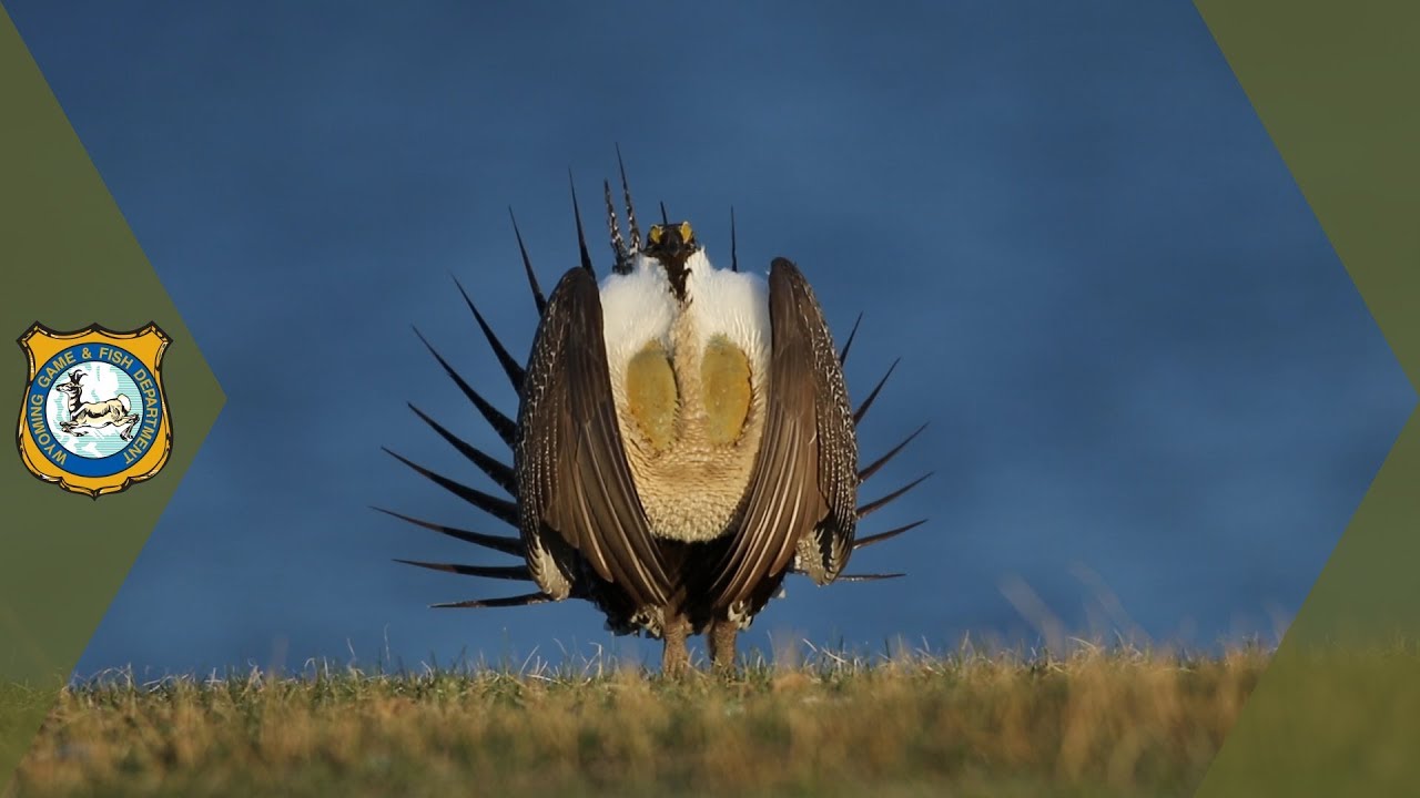 Sage Grouse Leks - YouTube