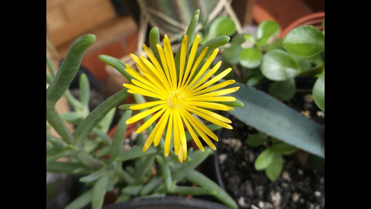 My Malephora luteola' Ice Plant' Succulent Plant in beautiful golden ...