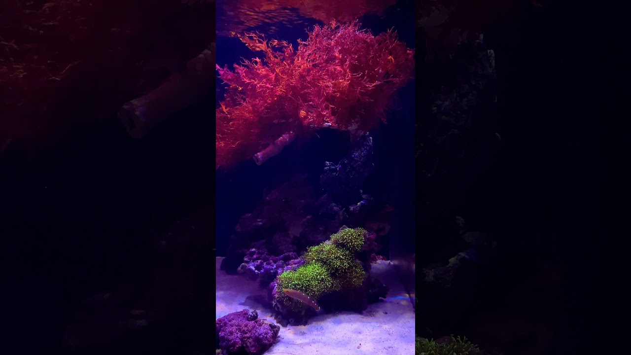 Dragons breath macro algae display - YouTube