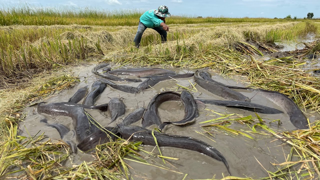 Amazing Fishing !Catch lots of fish in the field after harvesting by ...