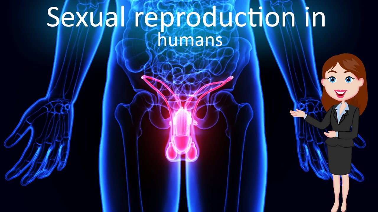 Sexual reproduction in humans || 3D animated explanation || class 10th ...