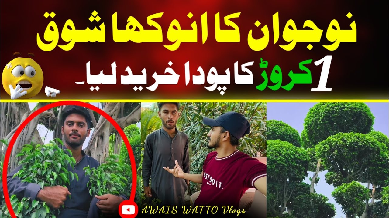 Pattoki Nursery Farm | Most Popular Plants | AWAIS WATTO Vlogs - YouTube