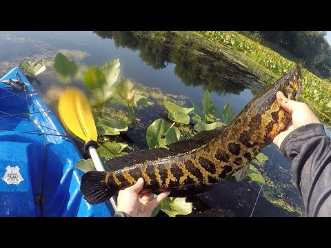 GIANT Snakeheads CRUSHING FROGS! - YouTube