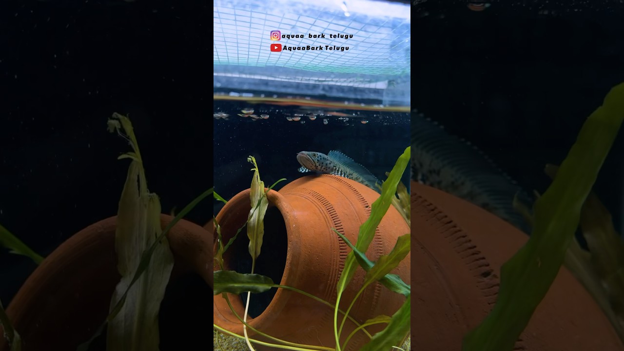 Channa SnakeHead Fish. #aquarium #channafish #channastewartii # ...