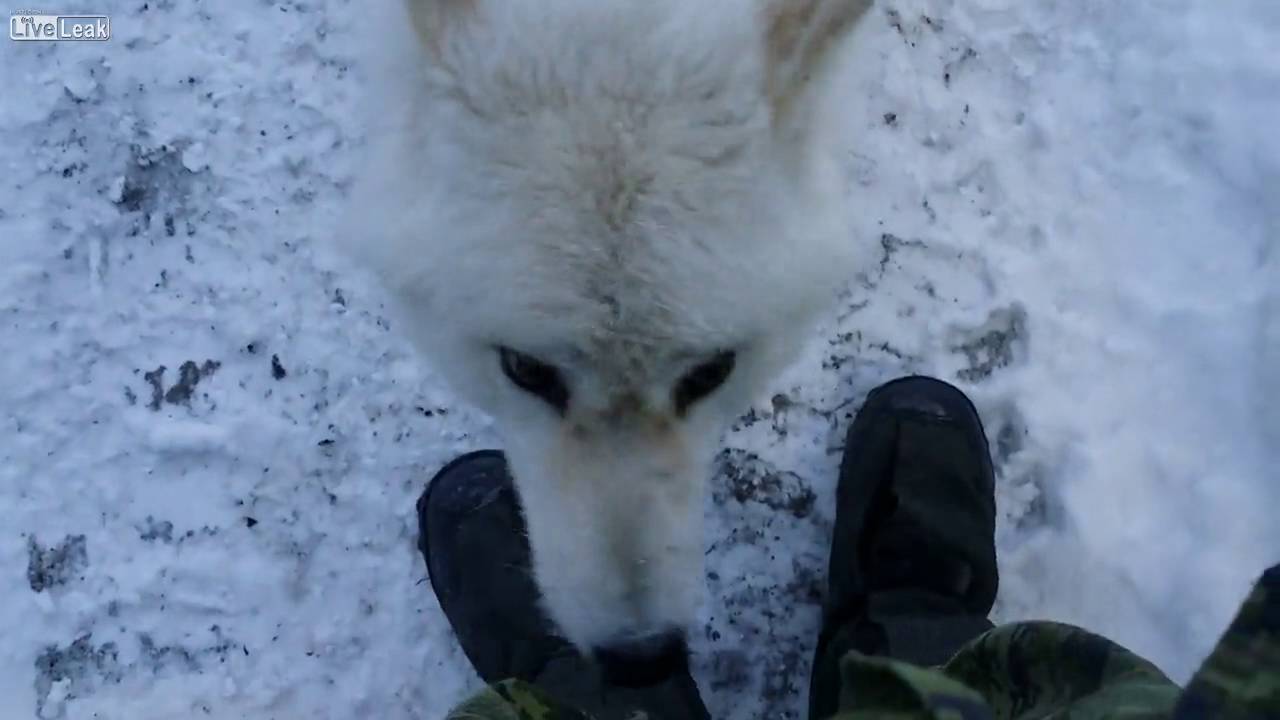 an arctic wolf is acting friendly in canada - YouTube