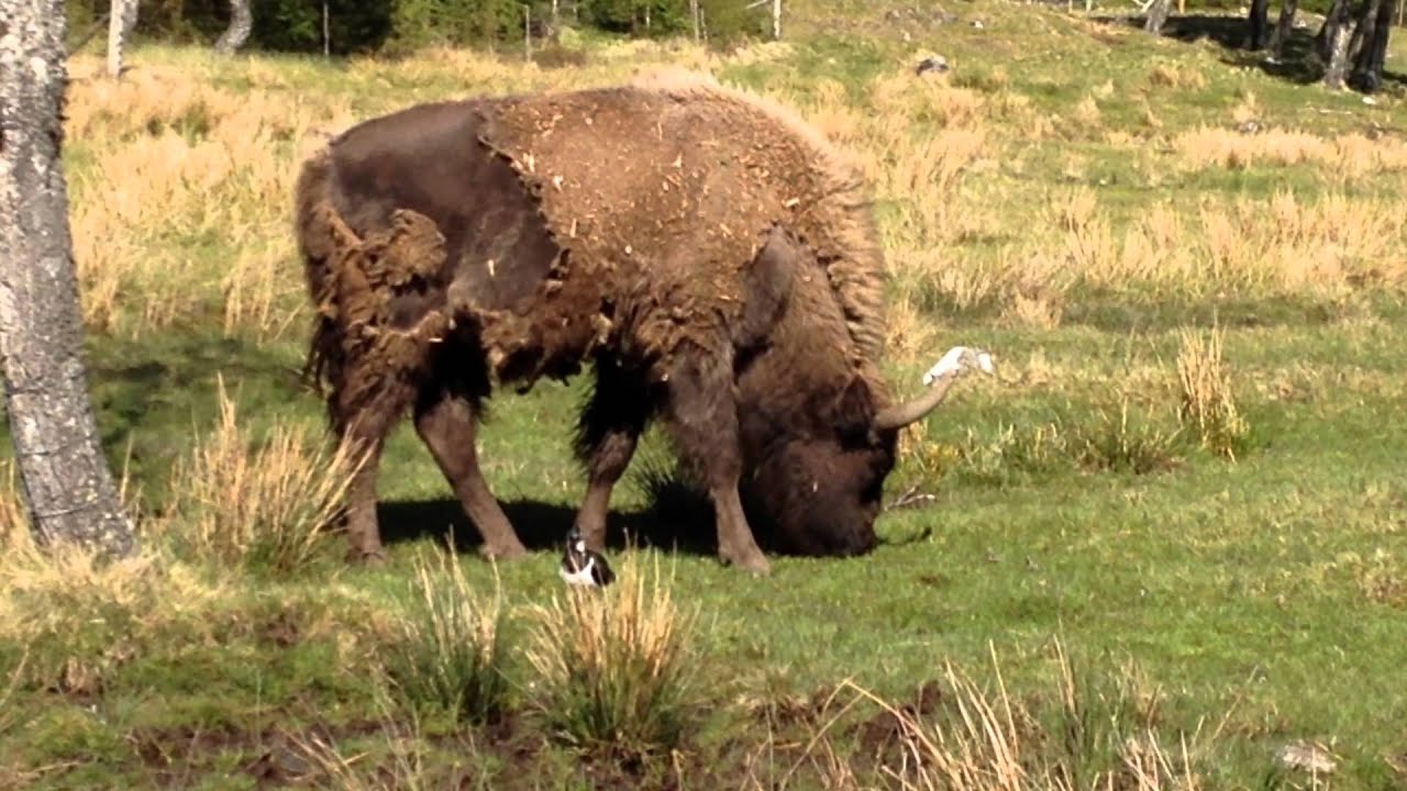 European bison and lapwing at the Highland Wildlife Park - YouTube