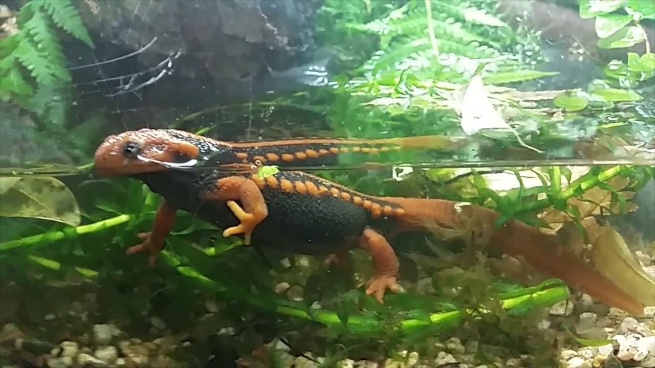 the emperor newts from analatia - YouTube