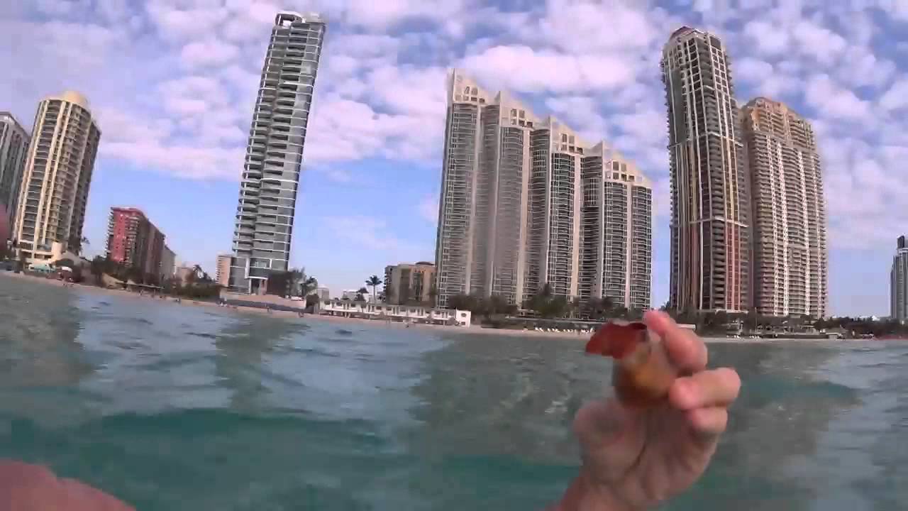 Conch Shell Catch and Release - YouTube