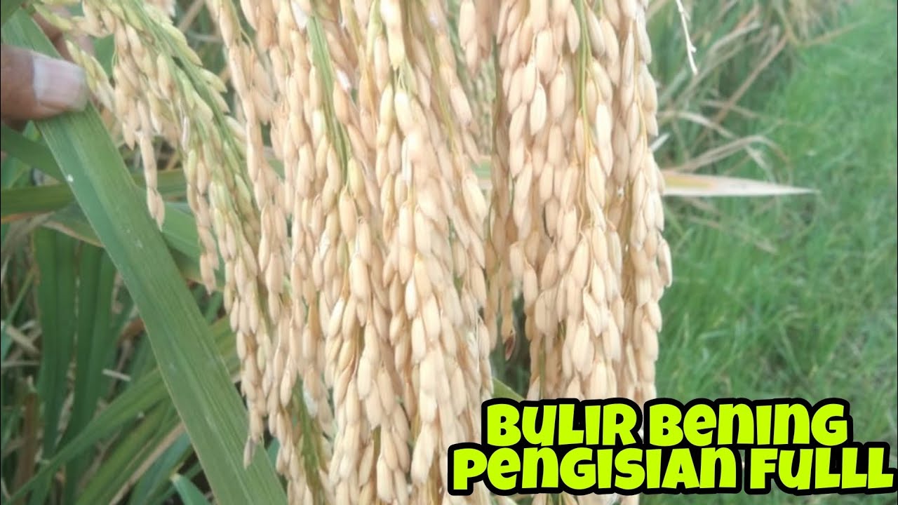 Pengisian bulir padi cbd 06 - YouTube