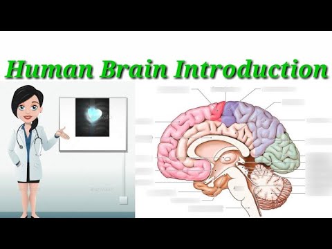 Introduction to Human Brain/ Part 1 - YouTube