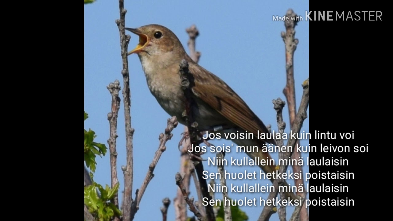 Jos voisin laulaa kuin lintu voi - YouTube