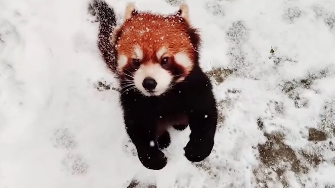 【red panda】Playing around in the snow - YouTube