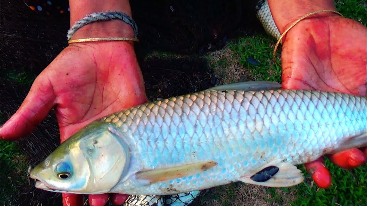 😱OMG Unbelievable catching big fish by cast net fishing- village ...