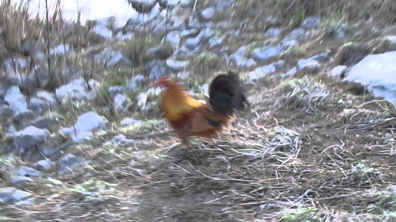 Chasing Rooster in Canada - YouTube