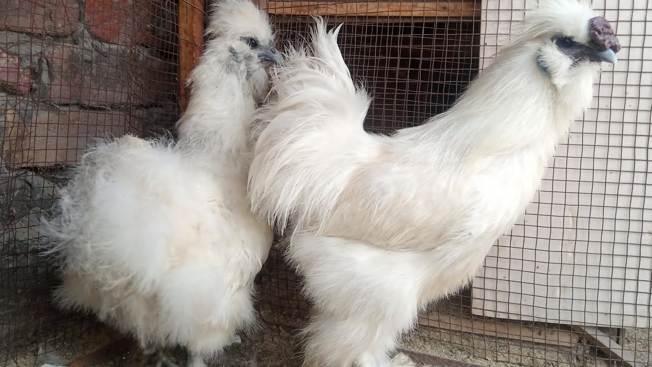 Top Quality Silkie Chicken Pair || Silkie Hen || HA Fancy Birds - YouTube