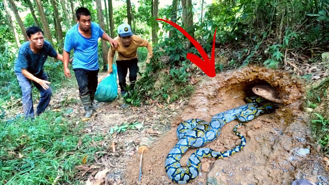 Brave Experts Catch 3 Giant Snakes By Hand - YouTube
