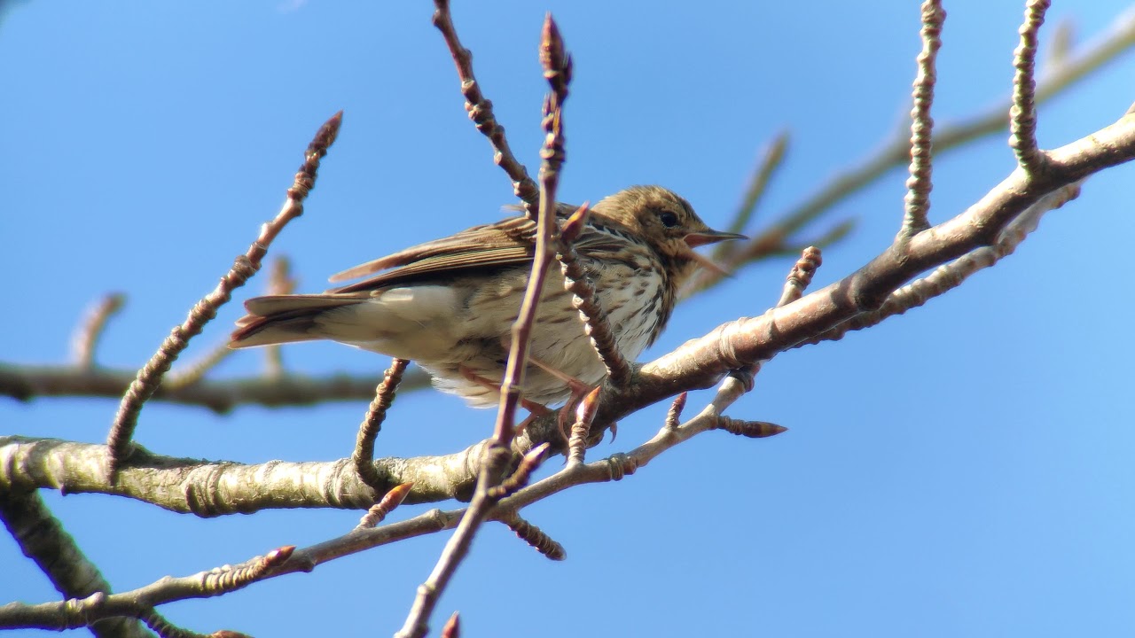 Tree Pipit in song - 17052020 - YouTube