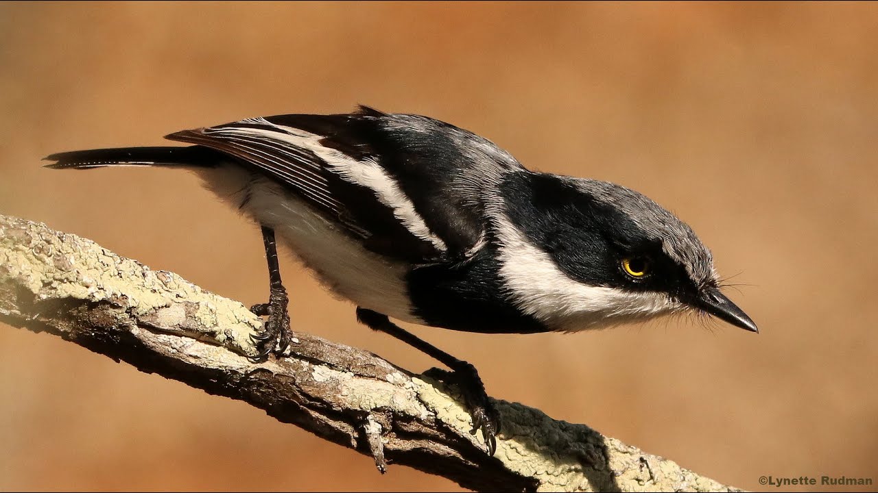 Pririt Batis male singing his long descending whistle call - YouTube