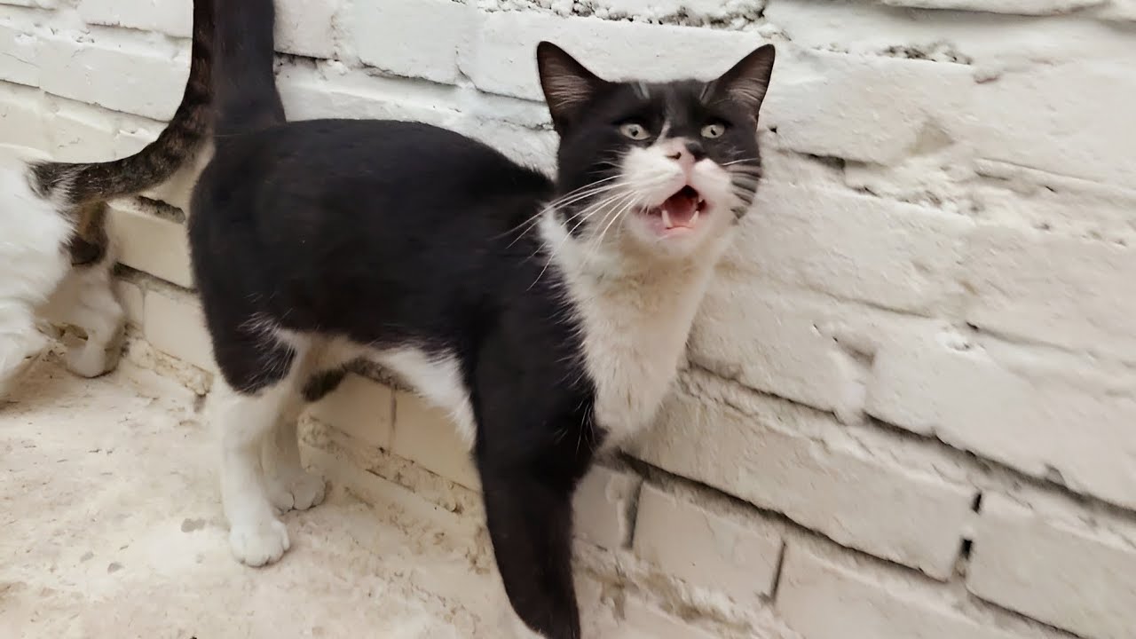 Stray Cats with Persistent Meows Begging For Food Before the Rains ...