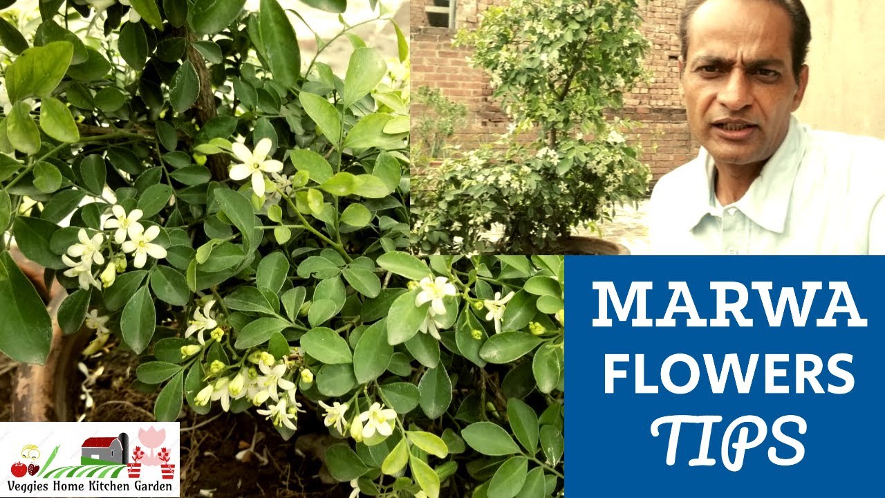 Marwa Plant Fragrant full of white Flowers at Neighbors Rooftop Garden ...