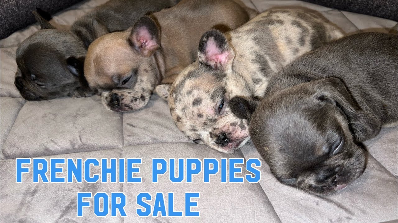 FRENCHIE PUPPIES FOR SALE - YouTube