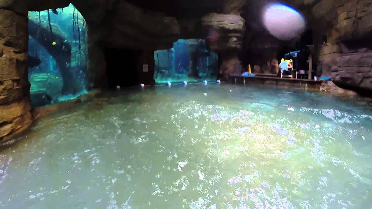 Atlantis Resort Bahamas The Abyss Water Slide - YouTube