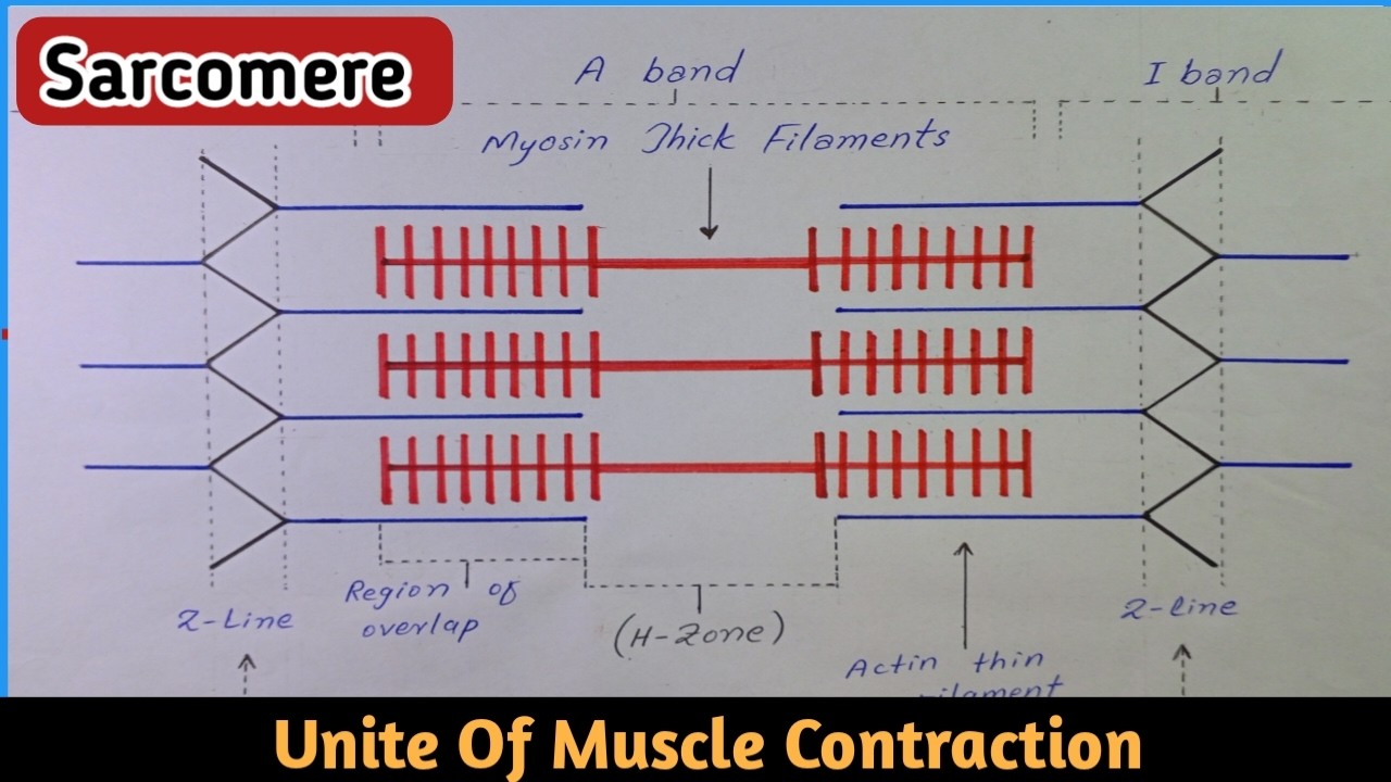 Sarcomere Structure Explained in 3 Minutes | A Band, I Band, H Zone ...