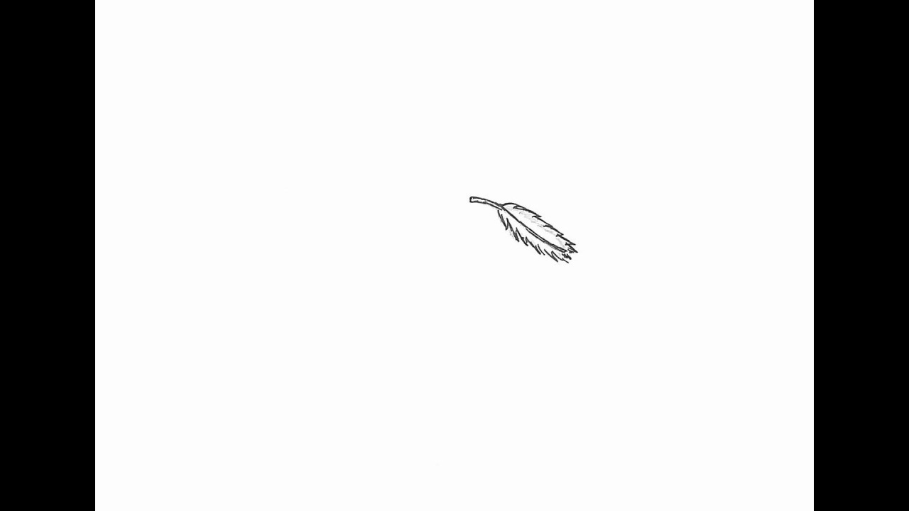 feather animation - YouTube