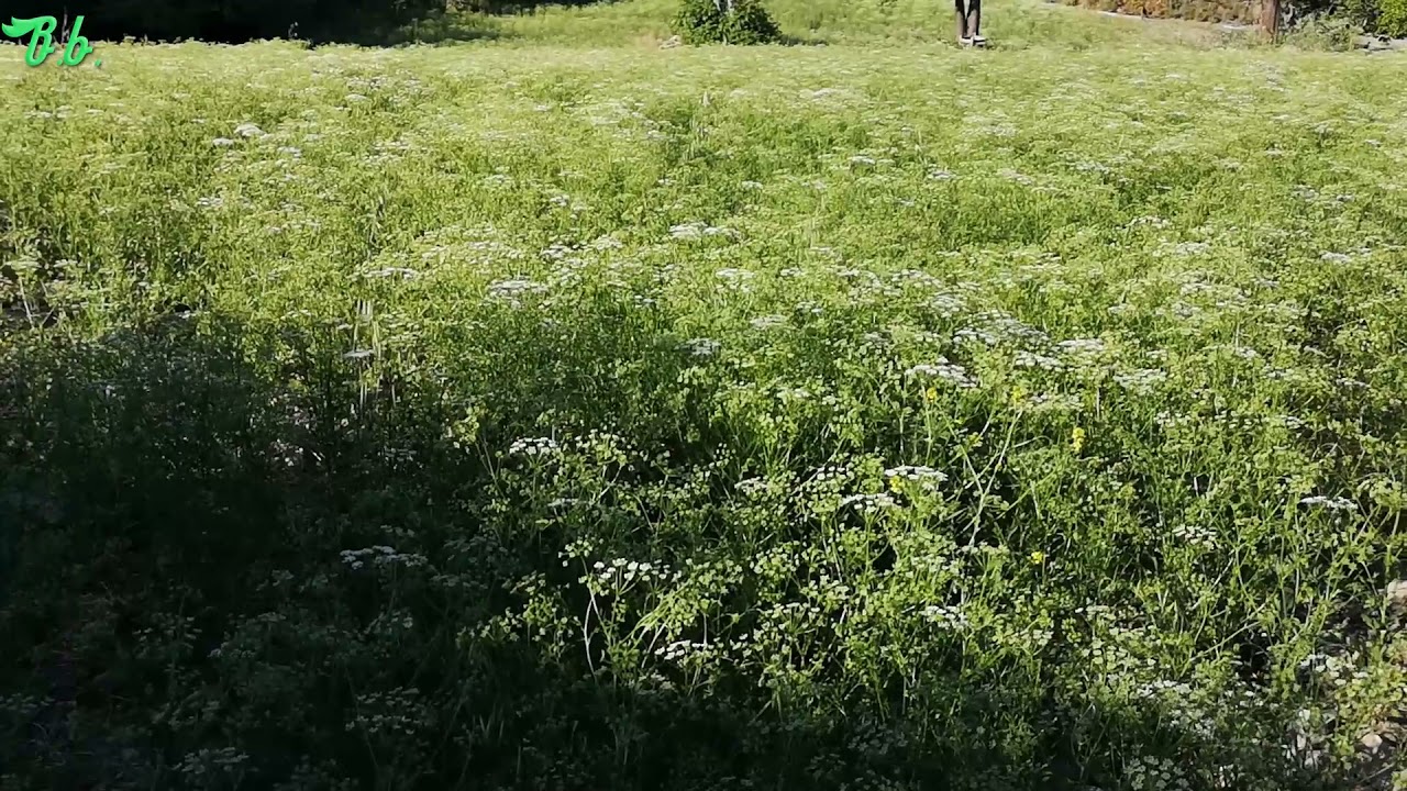 Anason bitkisi hakkında bilgiler, anasonun faydaları ve kullanım ...