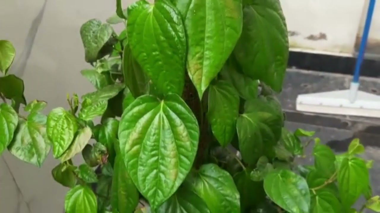 Magai Paan plant - YouTube