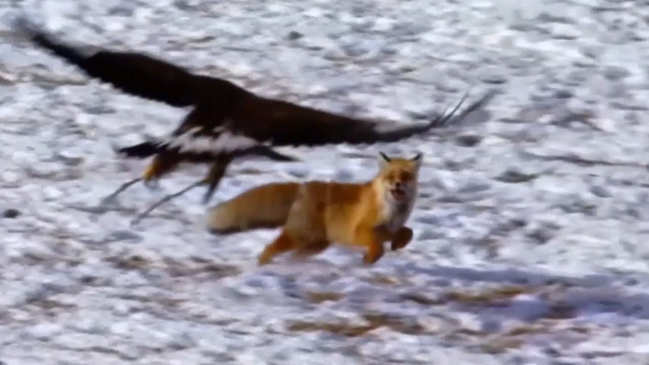 Golden Eagle - a winged killer attacking people and wolves! Deer, fox ...
