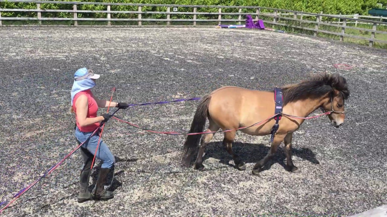 first time long reining young pony 17.6. - YouTube