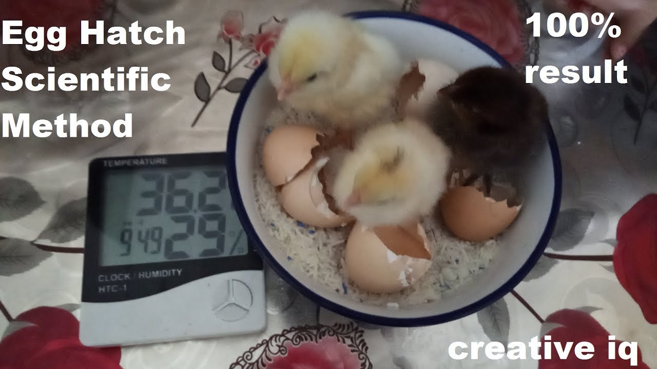 Eggs Hatching scientific method || How to hatch egg with out incubator ...