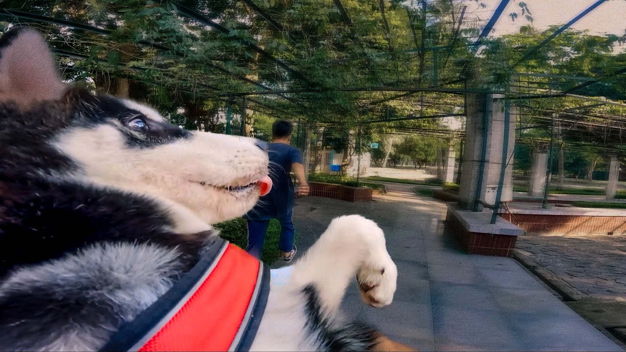 FULL SEASON || ESCAPING ANGRY GIRL AND HER DOG (Epic Parkour Chase POV ...