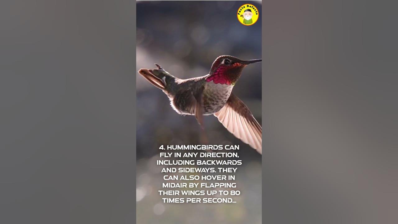 Top 5 most interesting facts about: Hummingbirds - YouTube