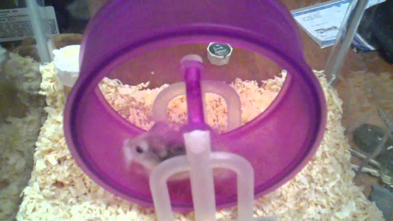 Bartle Doo the Robo Hamster Runs, Runs, Runs - YouTube