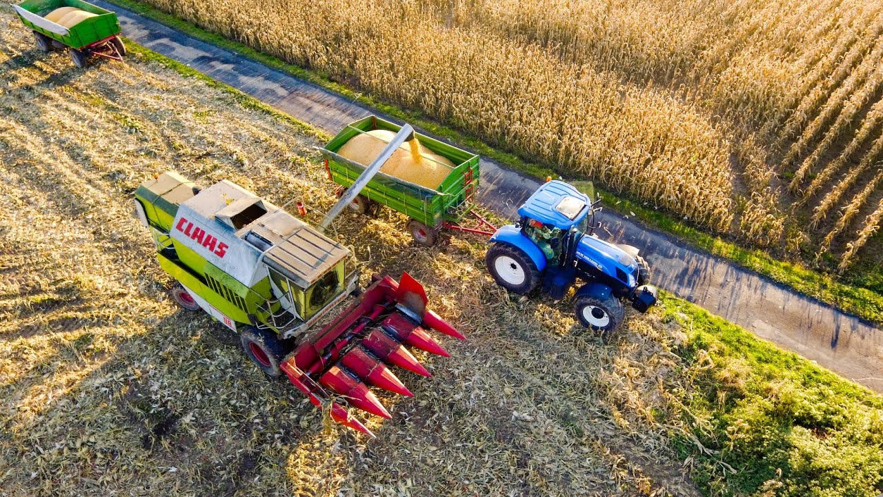 Kukurydza na ziarno 2020 !! RSP Ogrodzona !! Claas dominator 98 New ...