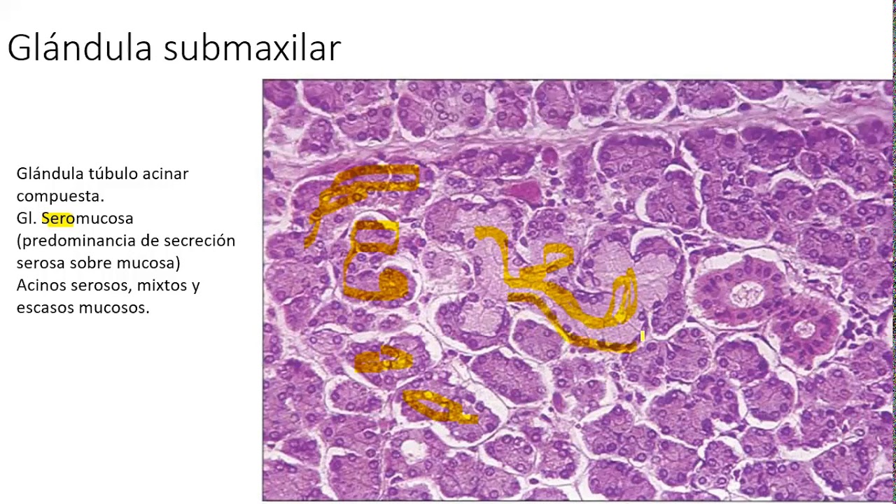 Clase de glandulas - Histología - YouTube
