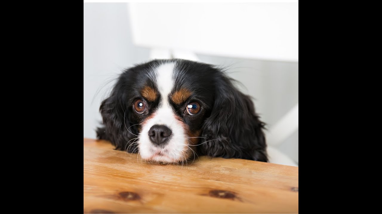 Dogs Whining and Cry Sound Effect - YouTube