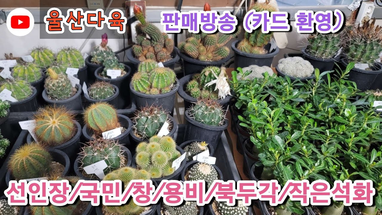 10월도 울산다육이랑 즐겁게 ️선인장국민다육창 용비북두각옹옥아프리카식물작은석화예쁜다육예쁜식물집꾸미기