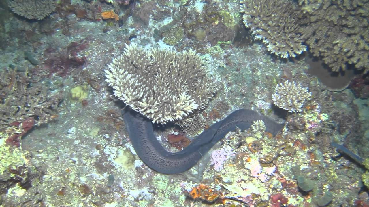 Hunting Moray Eel catches a Fish in the Maldives - YouTube