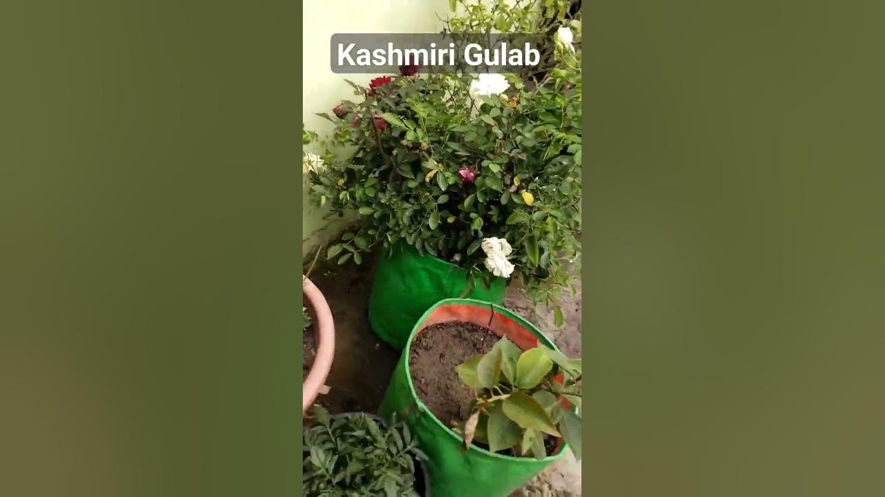Kashmiri Gulab - YouTube