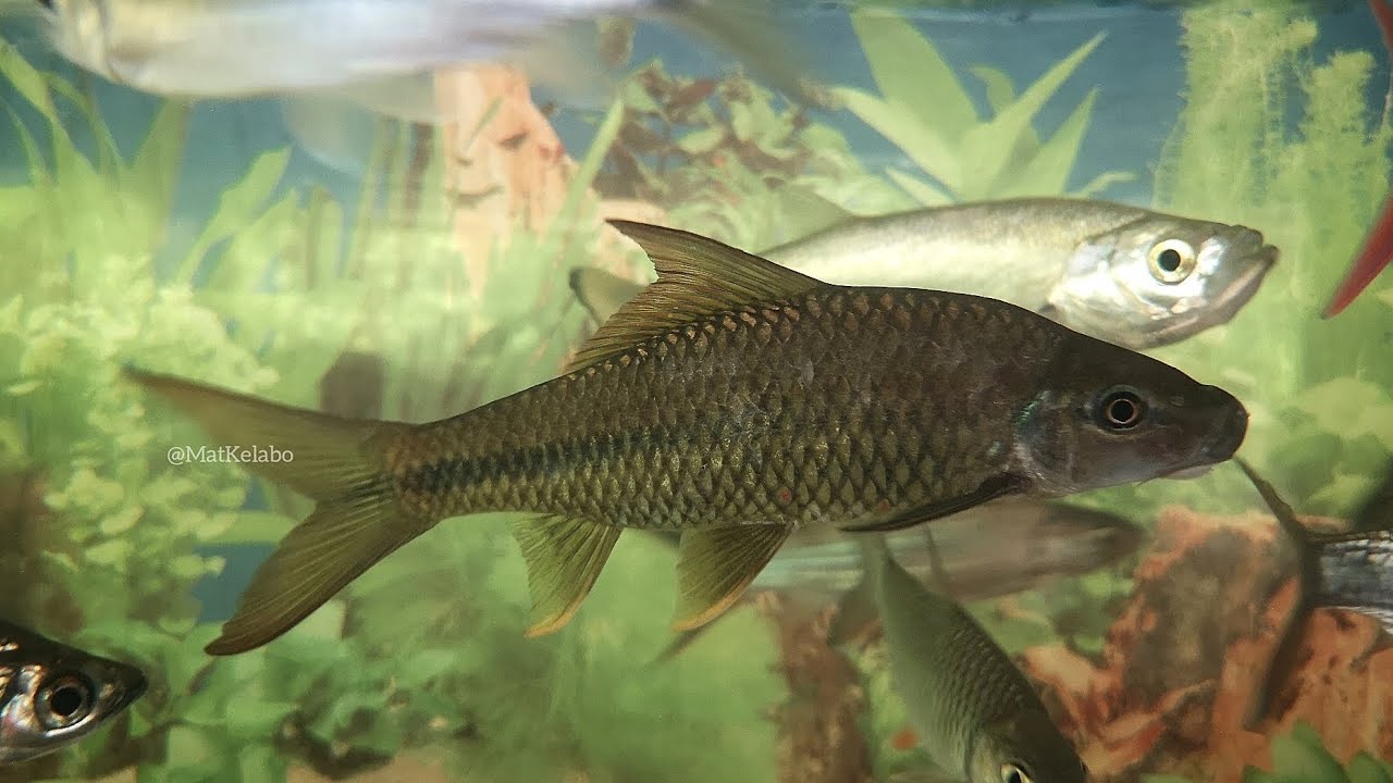 Osteochilus scapularis @ Hognose Rhong Barb/Rong Batu (Malaysia) - YouTube