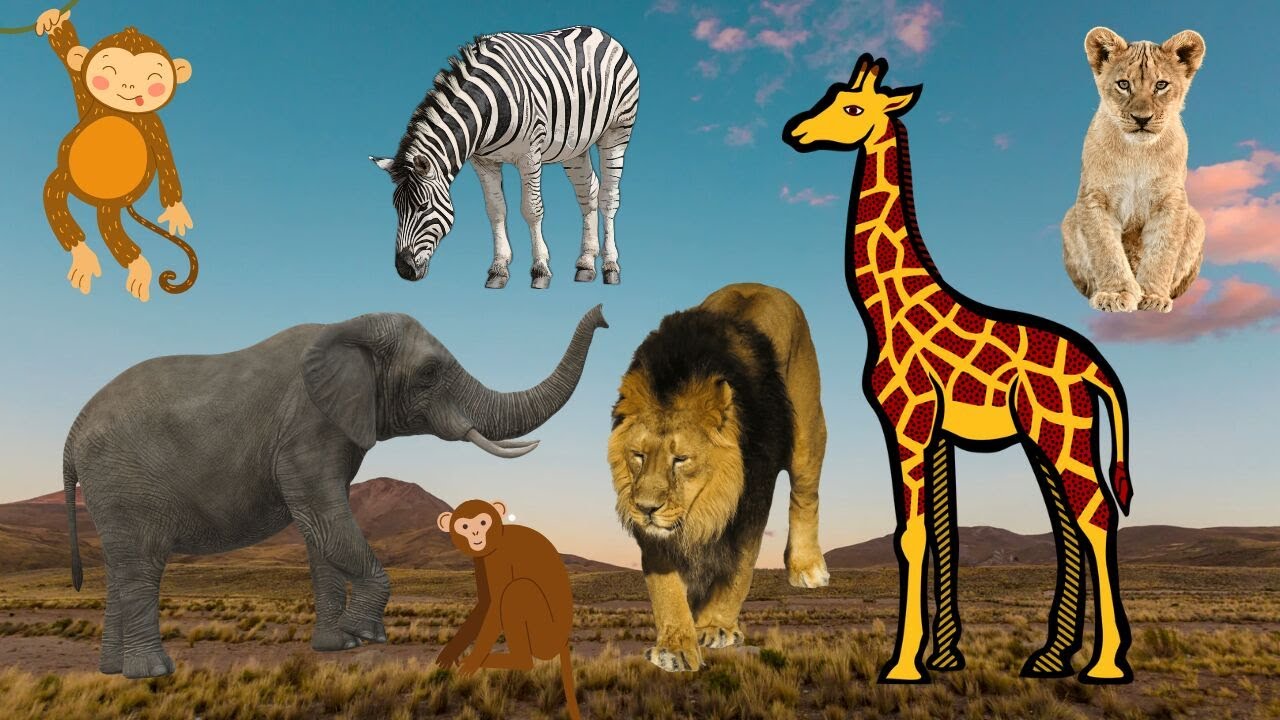Animal sound animals of africa – sound of lion, elephant, monkey, zebra ...