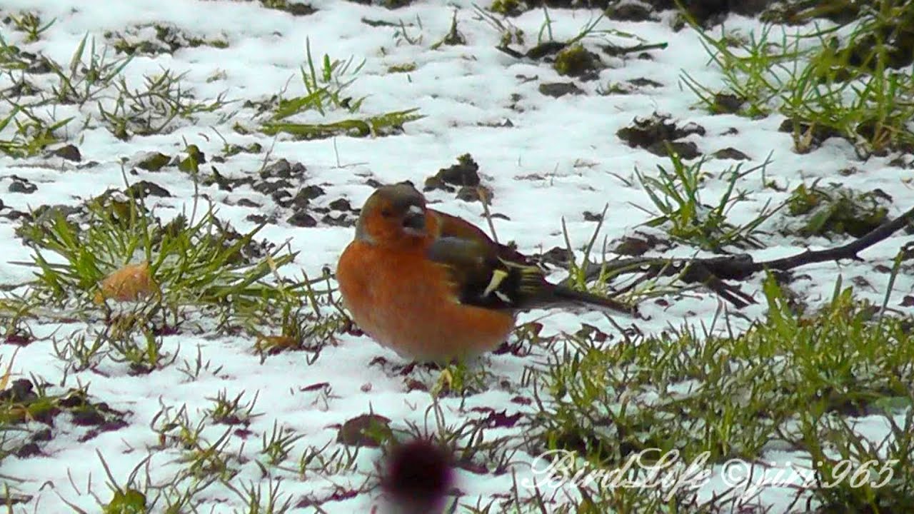 Pěnkava obecná ♂ (Fringilla coelebs)-Buchfink-Common Chaffinch- 19.3.13 ...